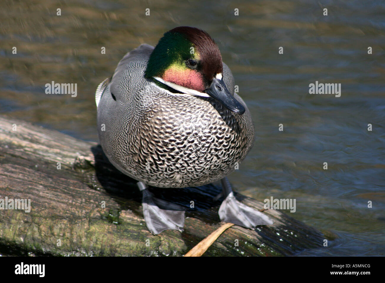 Duck on Log Stock Photo - Alamy