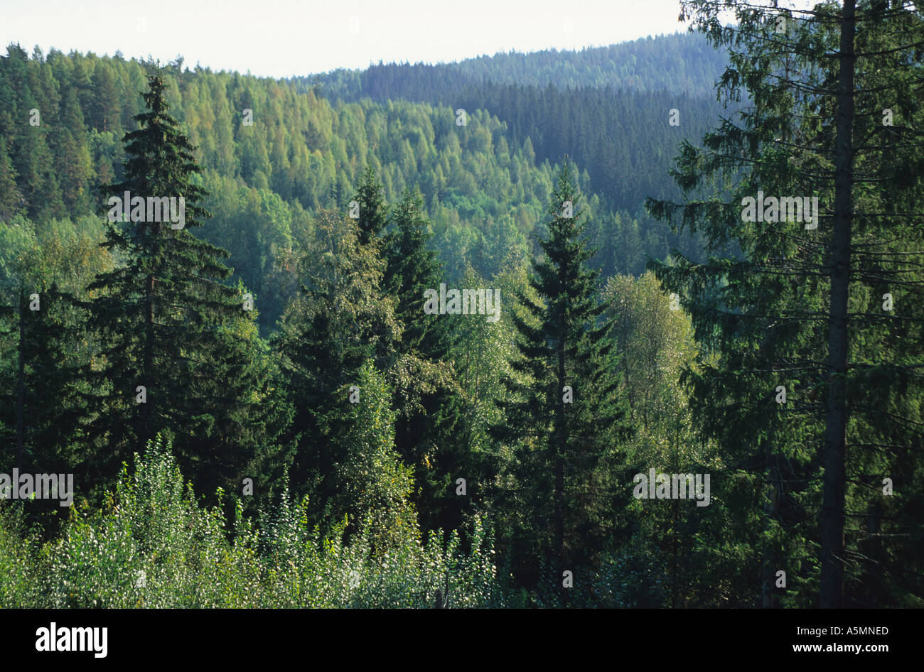 Commercial plantation forest of Norway spruce for paper production near ...