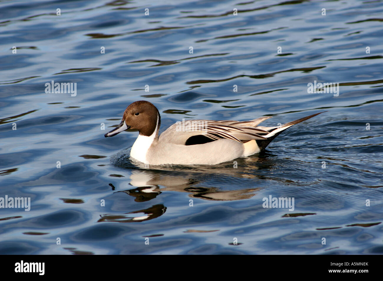 Swimming pintail hi-res stock photography and images - Alamy