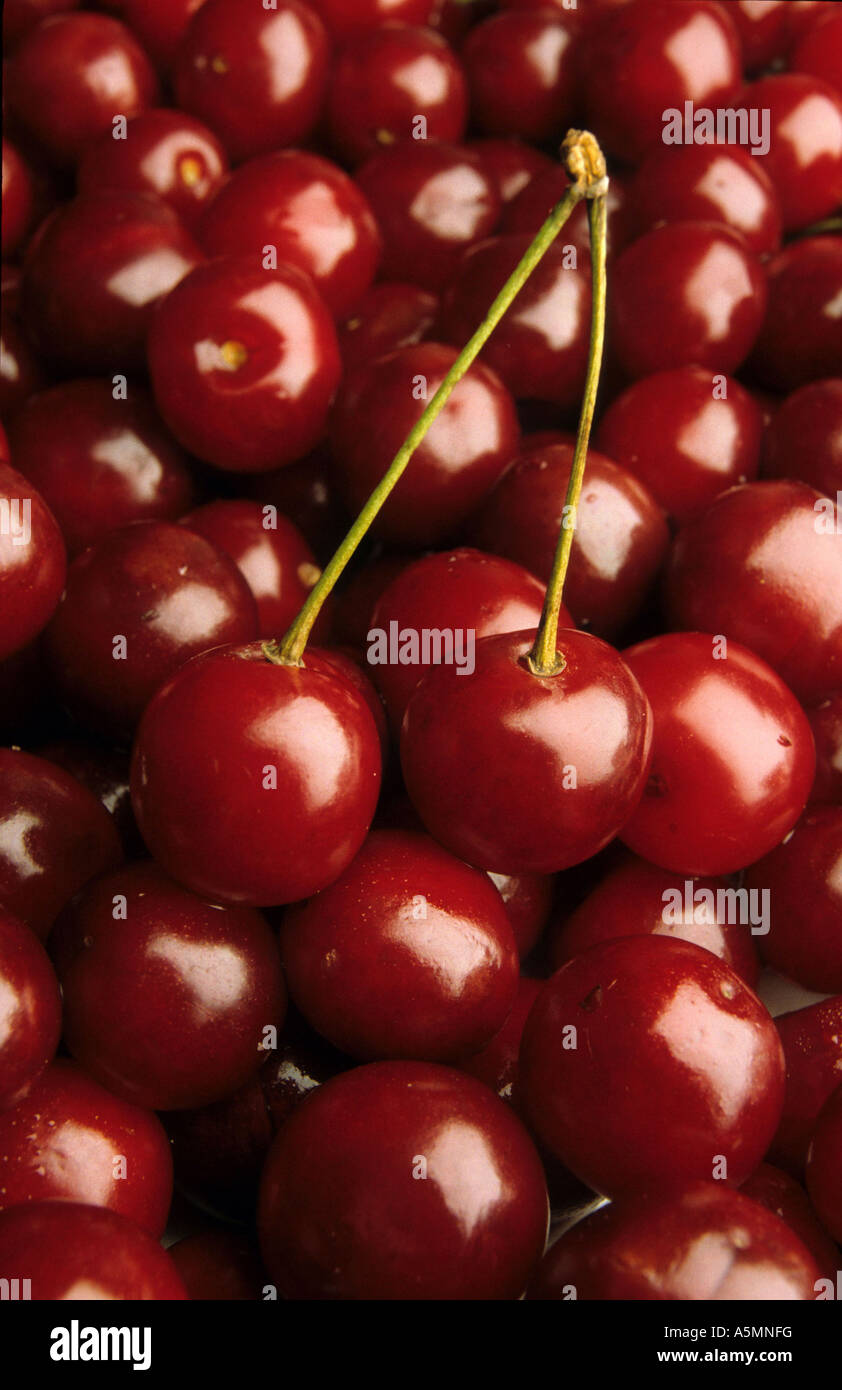 Rote Kirschen Kirsche Cherry Prunus spp Chiegia KIRSCHE Lebensmittel ...