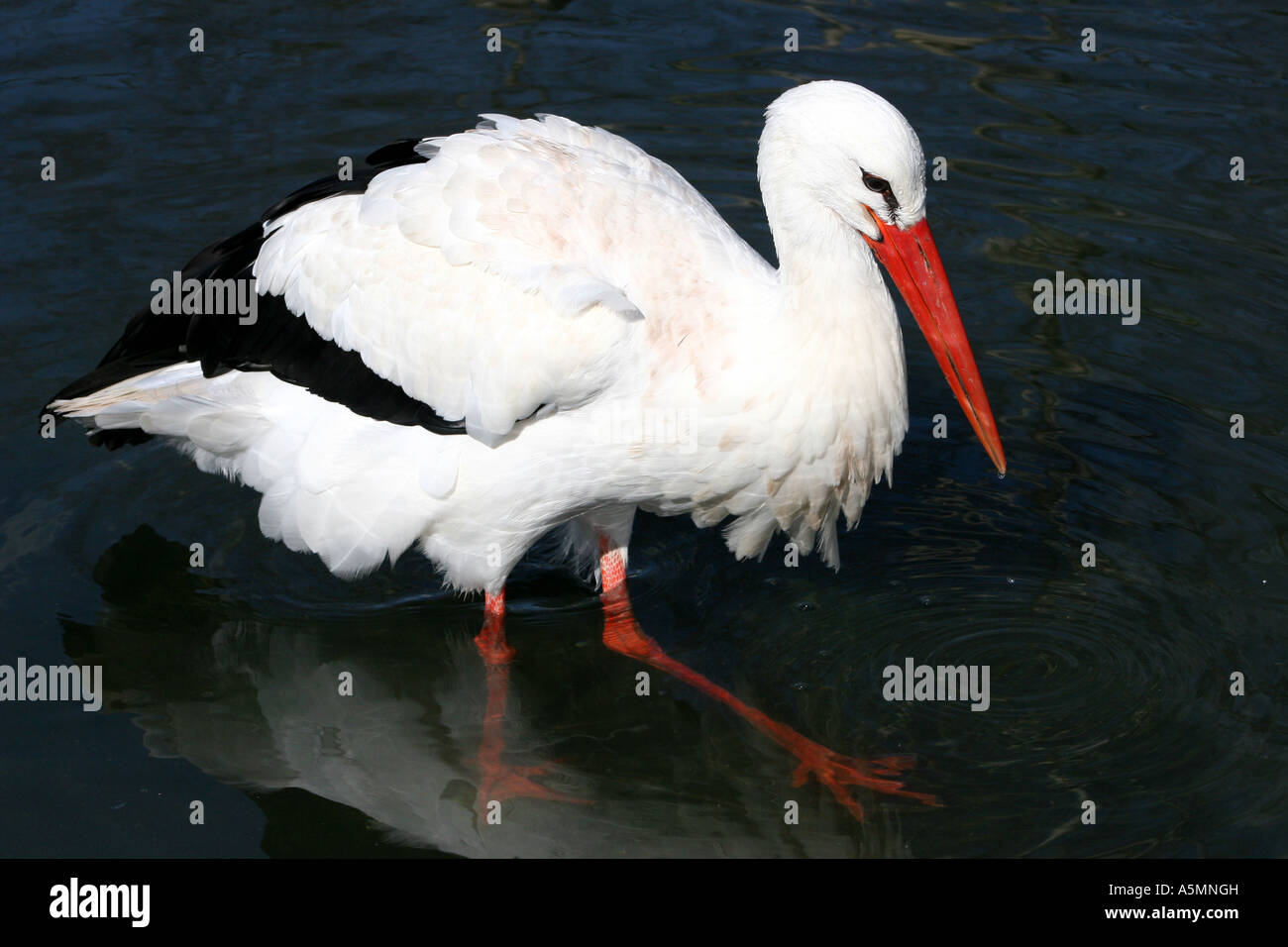Stork wading in water hi-res stock photography and images - Alamy