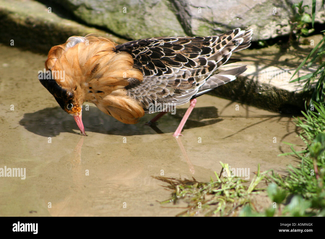 Ruff bird hi-res stock photography and images - Alamy