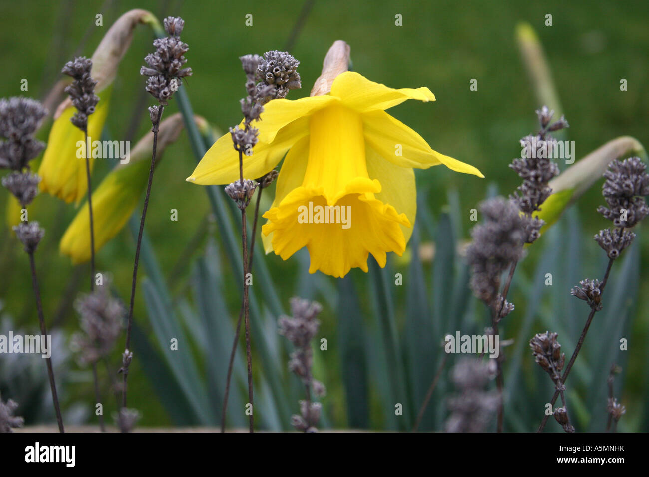 Daffodil stalks hi-res stock photography and images - Alamy