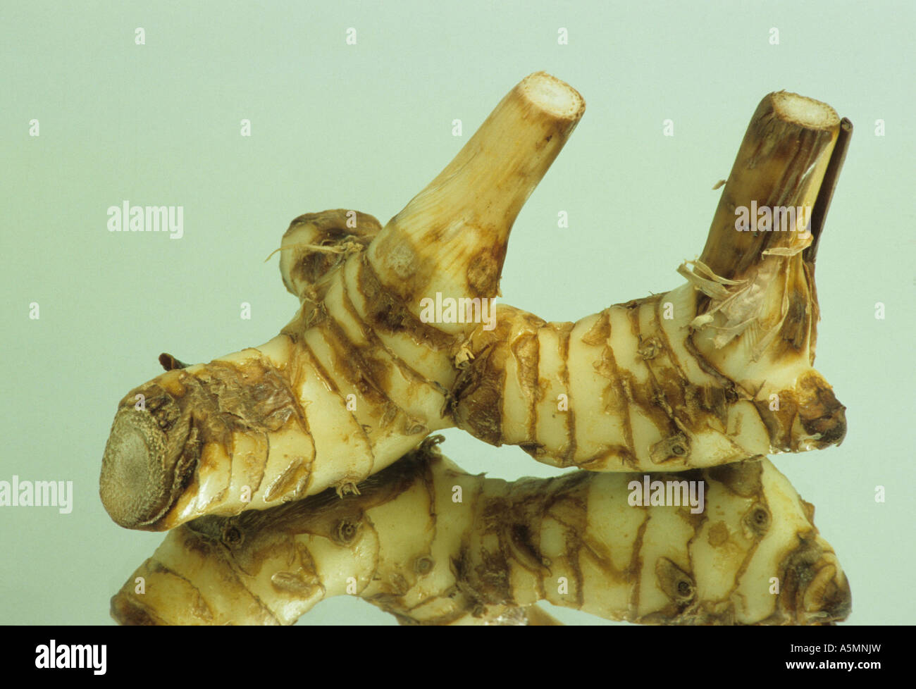 Galgant hi-res stock photography and images - Alamy