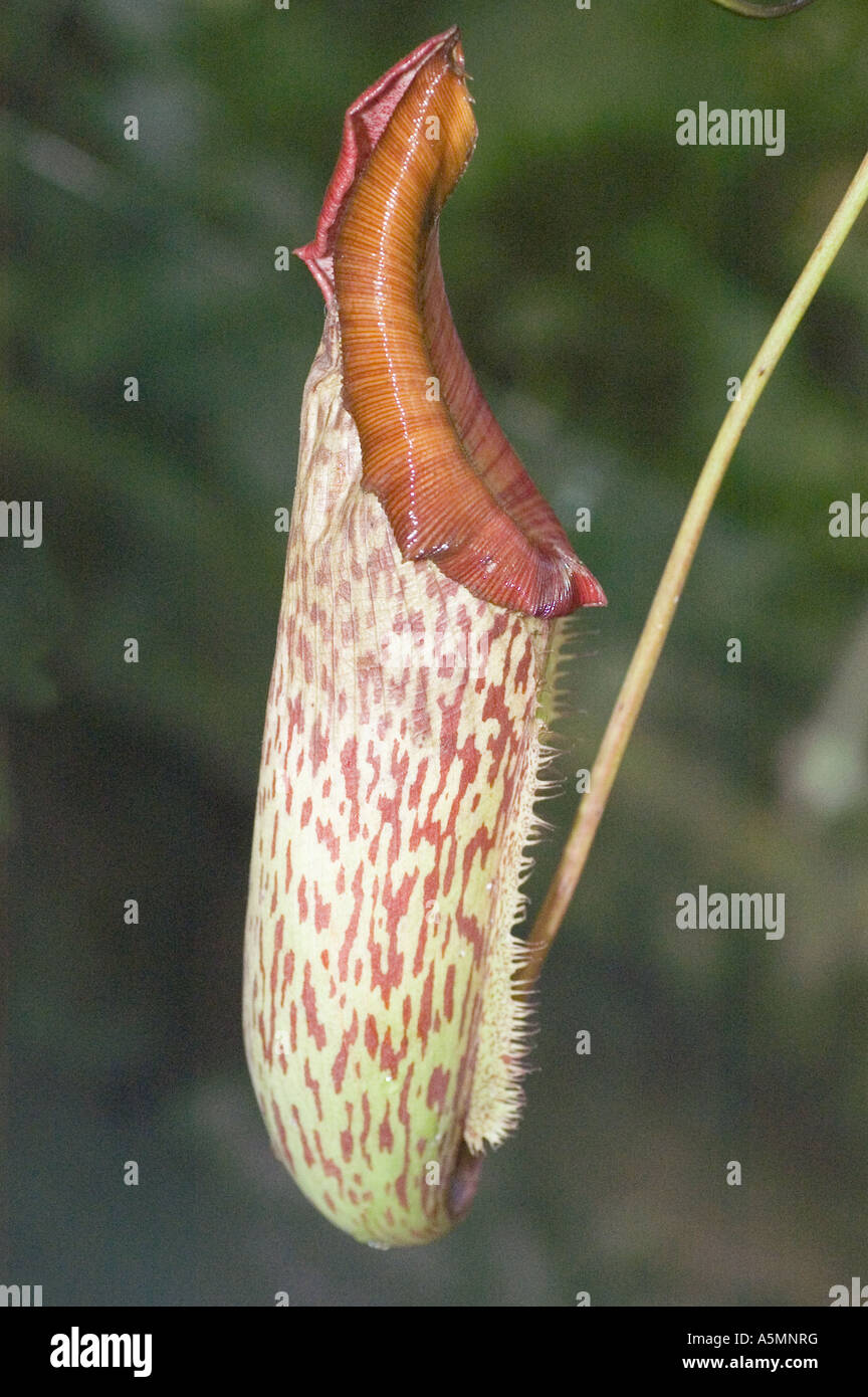 Tropical Pitcher Plants or Monkey Cups - carnivorous plant of Nephentes ...