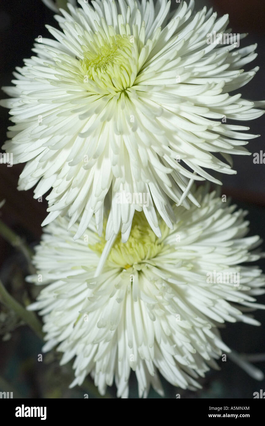 Pair of White chrysanthemum flower close up detail with dark background ...