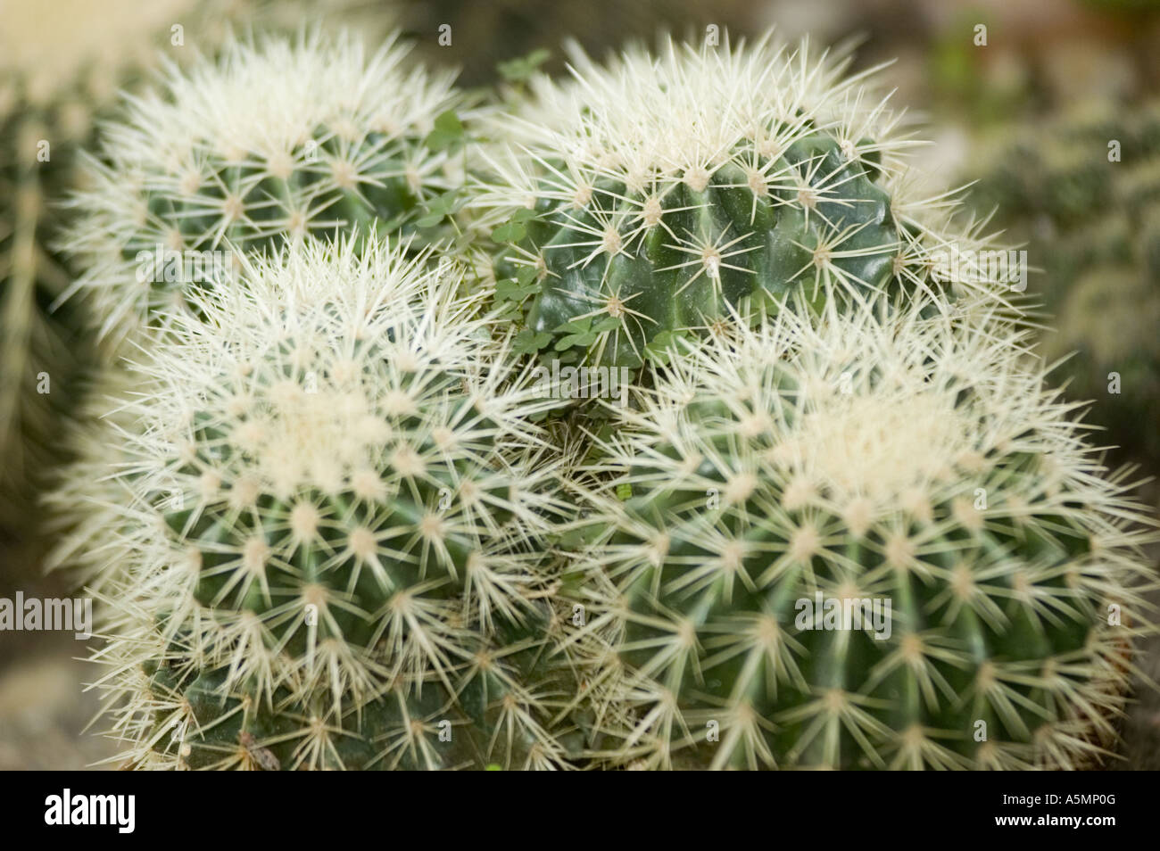 Cacti round group hi-res stock photography and images - Alamy