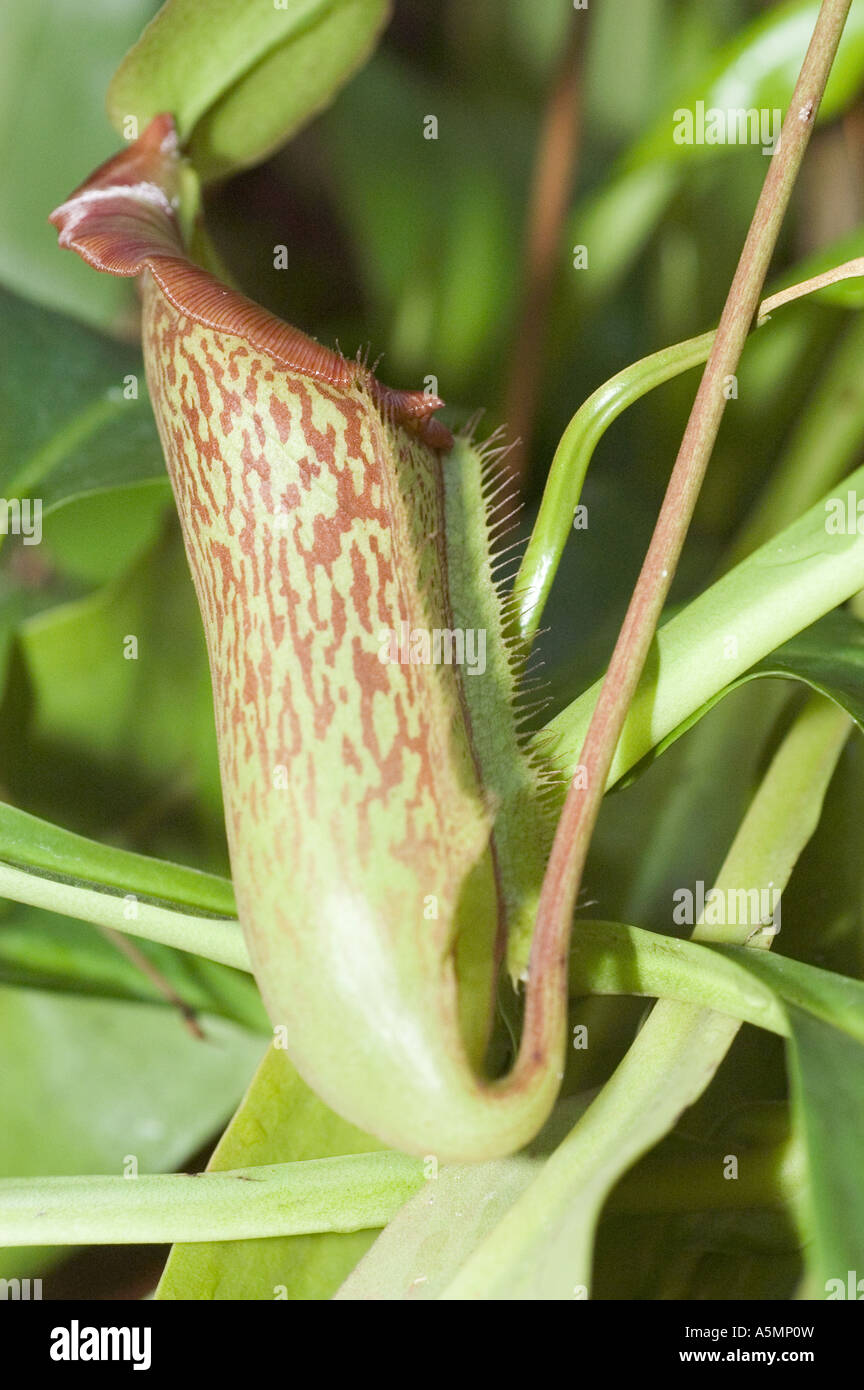 Tropical Pitcher Plants or Monkey Cups - carnivorous plant of Nephentes ...
