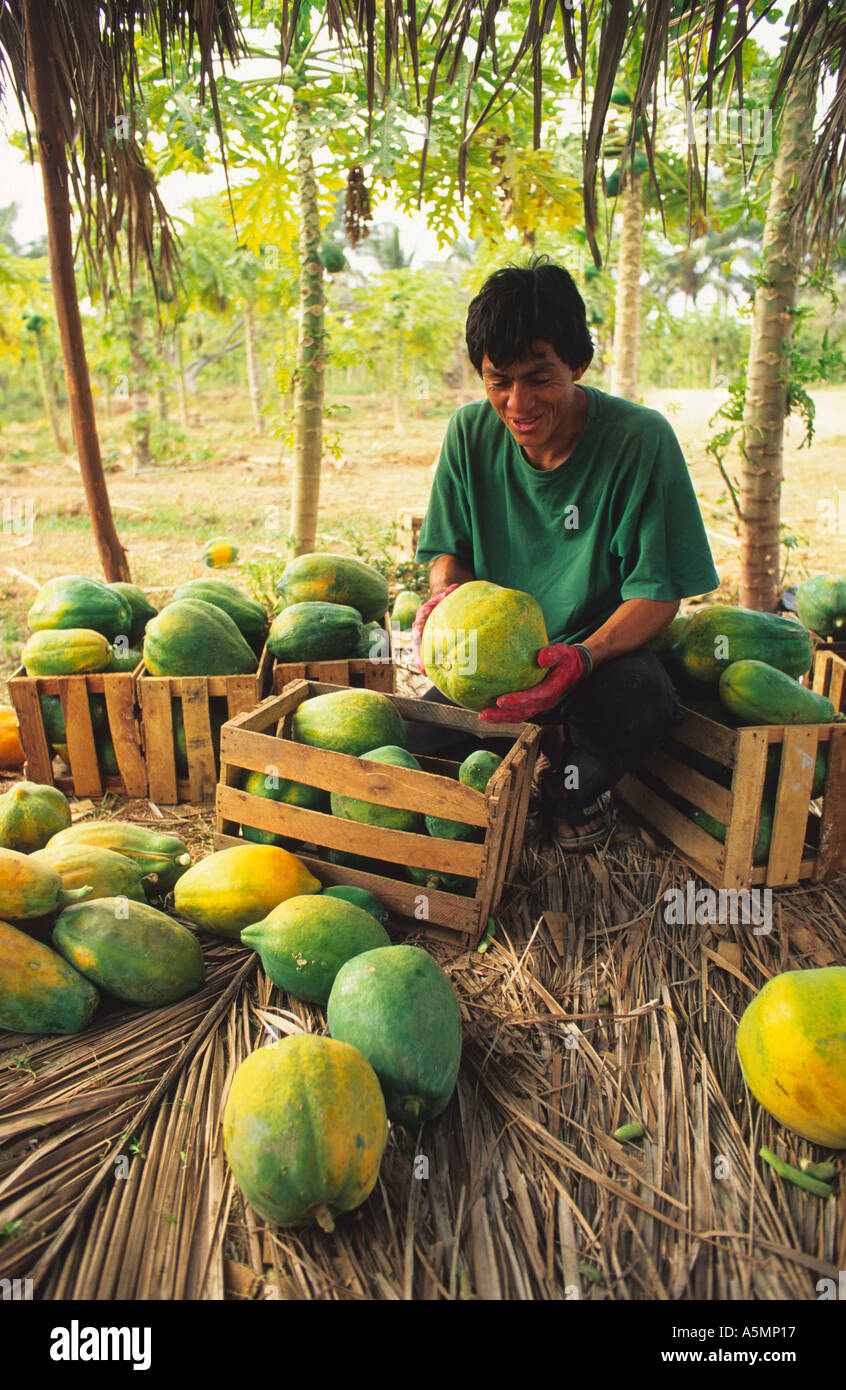 Harvest of paupau fruit Peru Stock Photo - Alamy