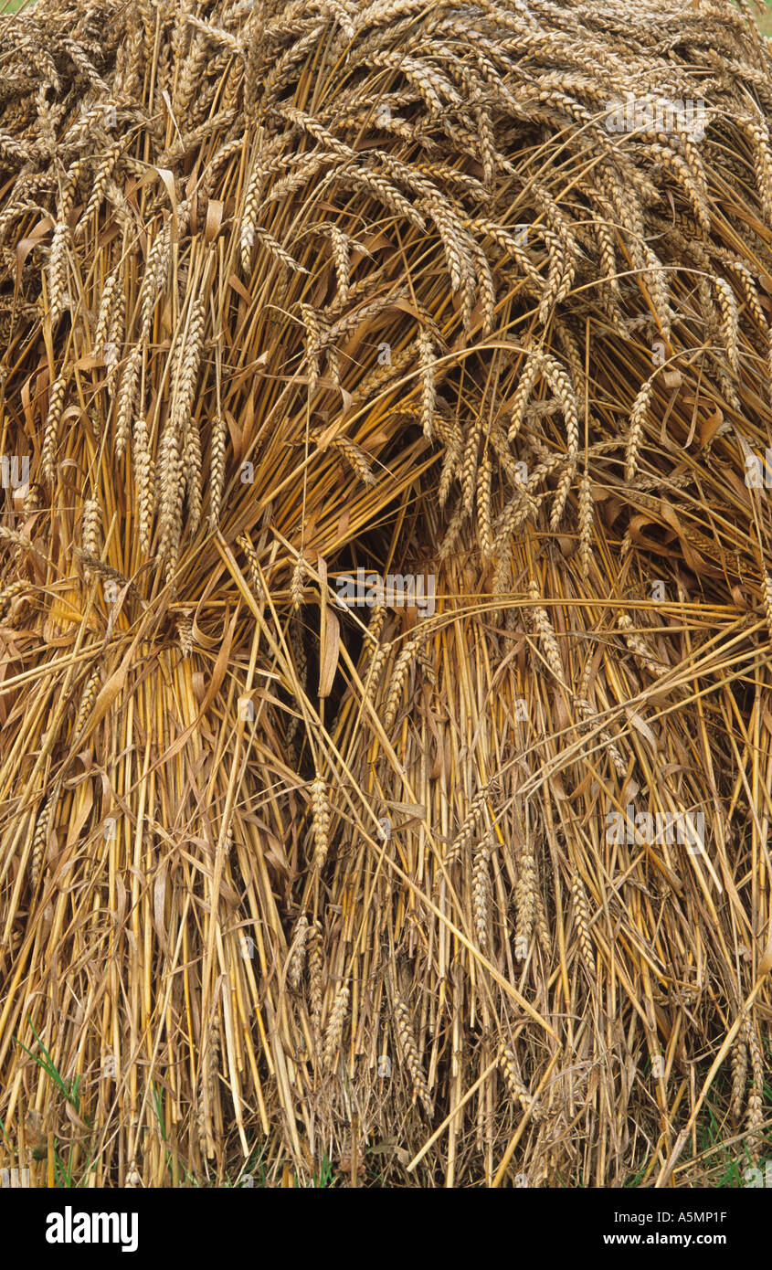 Wheat Sheaf High Resolution Stock Photography and Images - Alamy
