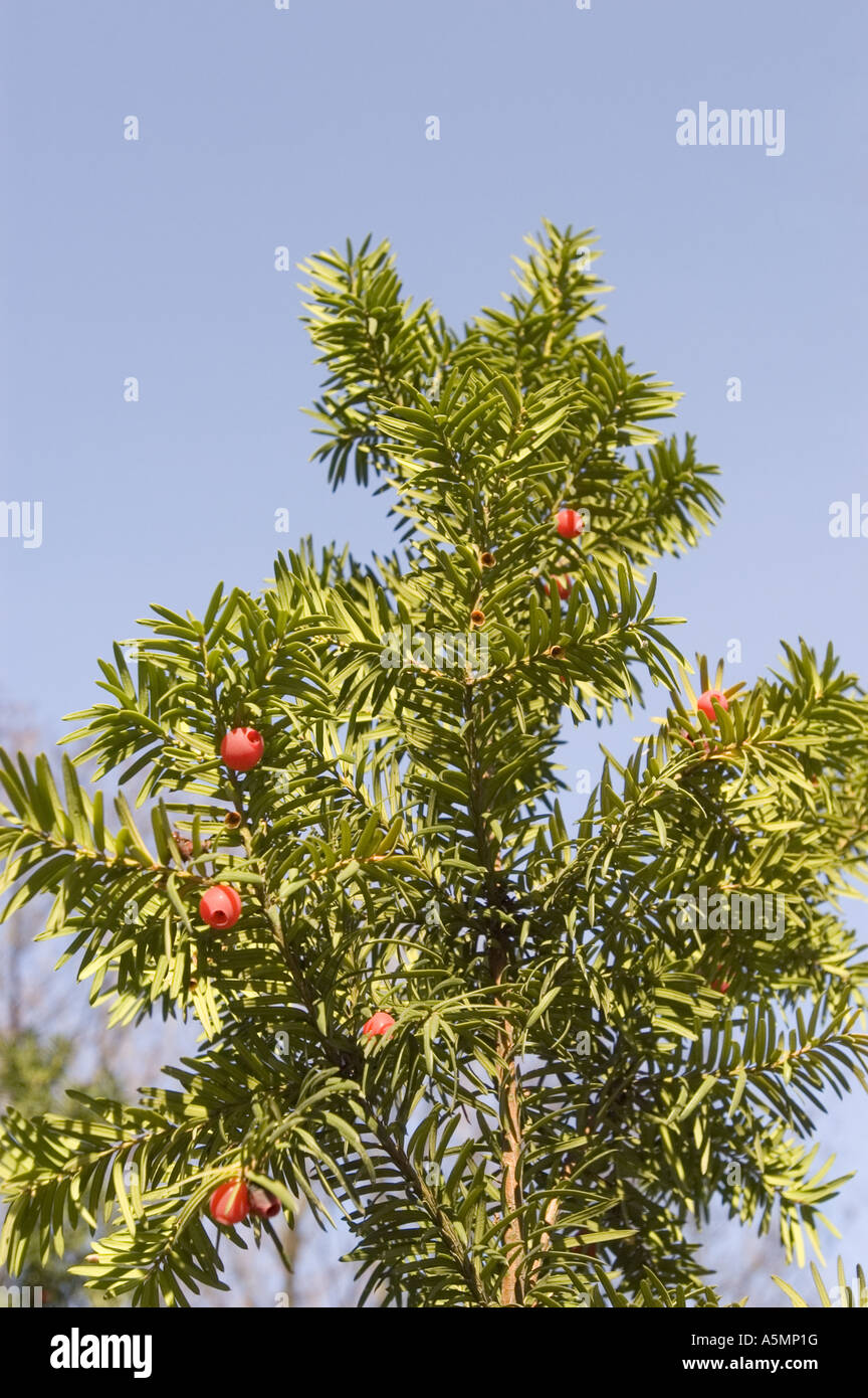 European Yew, Common Yew or English Yew - Taxus Baccata branch with red ...