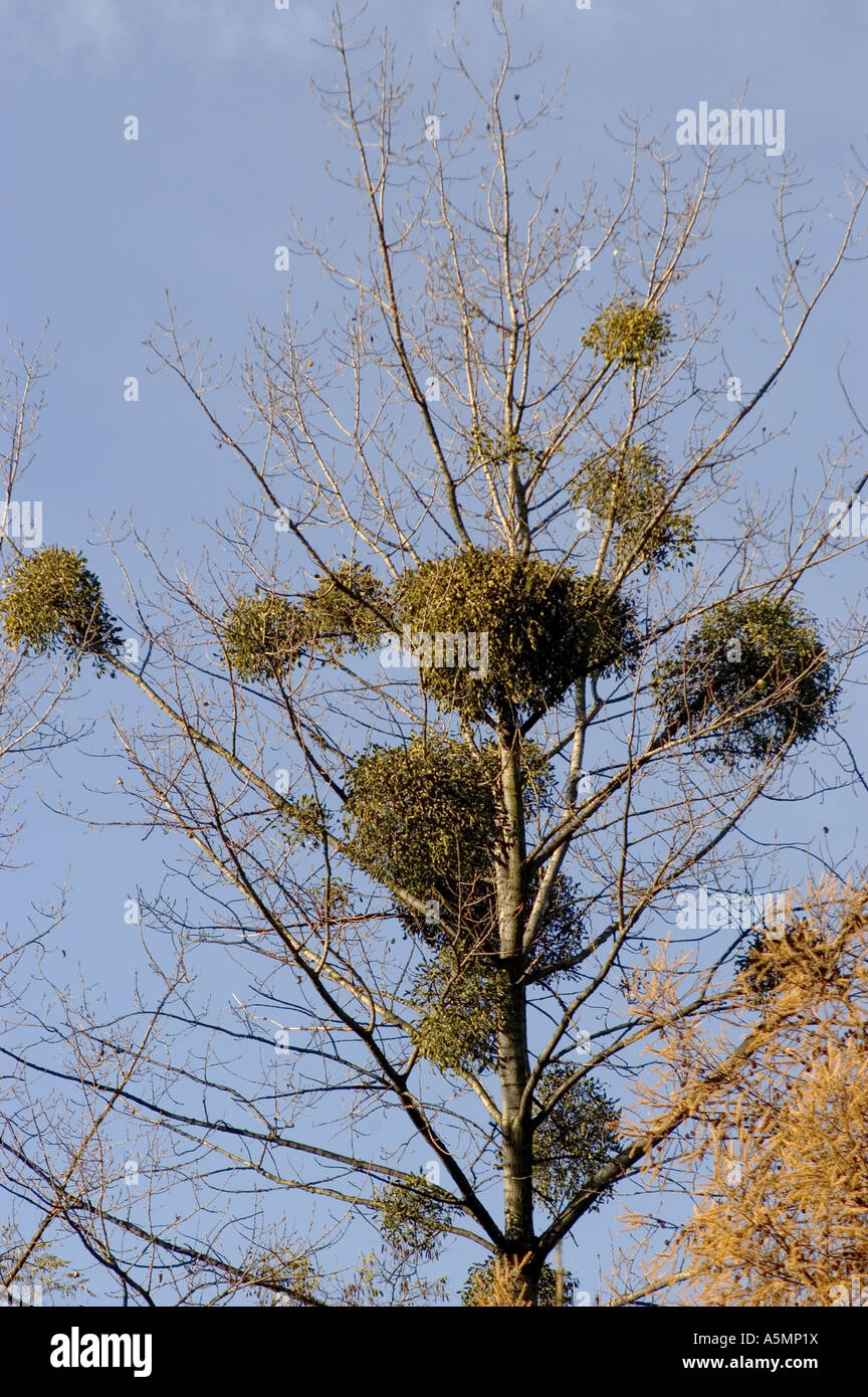 Mistletoe - Viscum album on tree with blue sky background Stock Photo ...