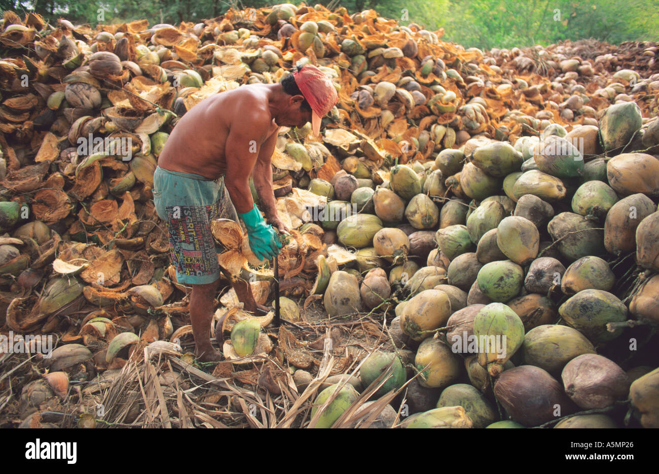 Man extracting coir from coconut shells Stock Photo - Alamy