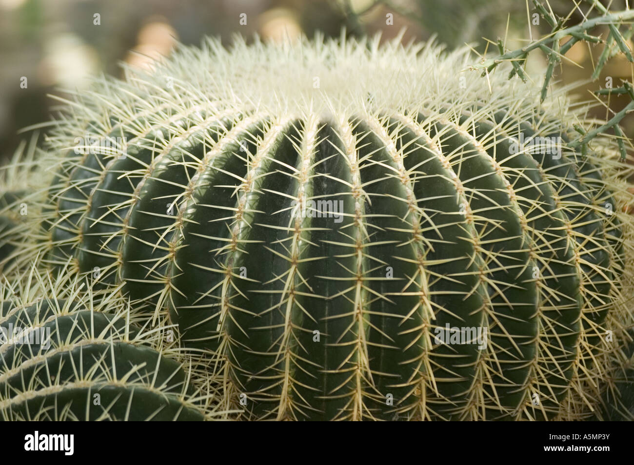 Close up detail of ball shaped cactus of cactaceae - ferocactus sp ...