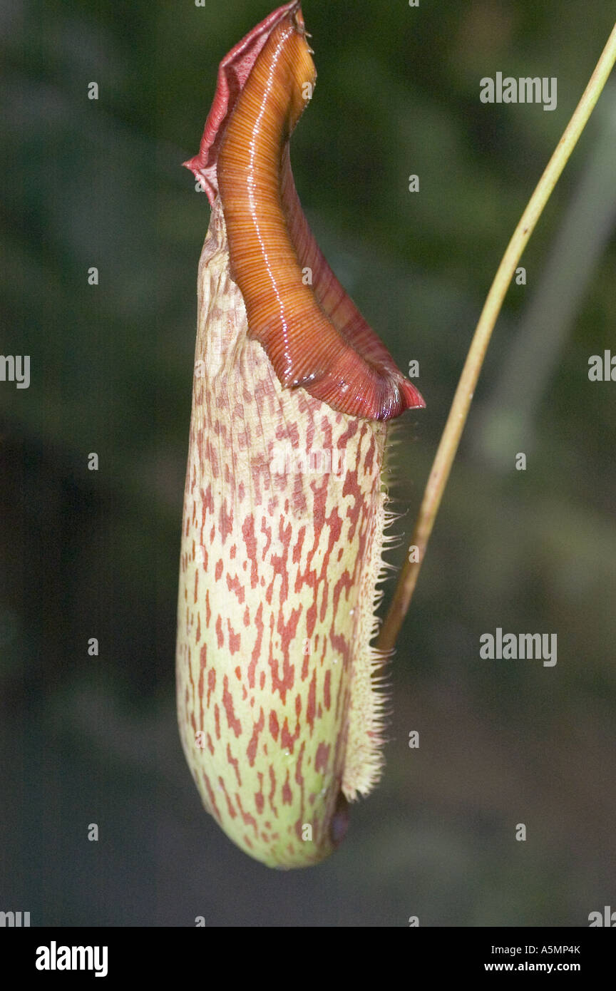 Tropical Pitcher Plants or Monkey Cups - carnivorous plant of Nephentes ...
