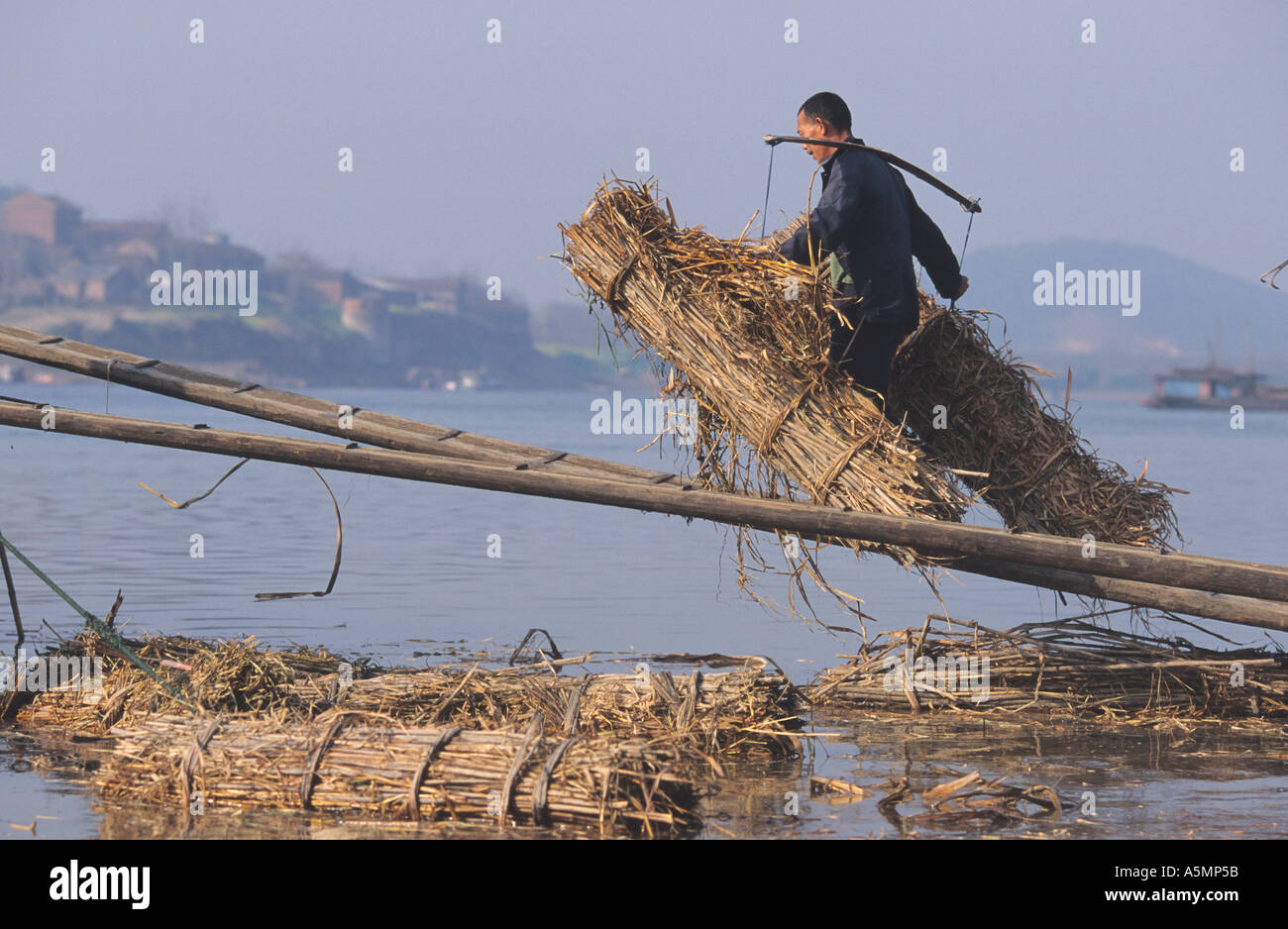 Reeds harvested for paper making Stock Photo - Alamy