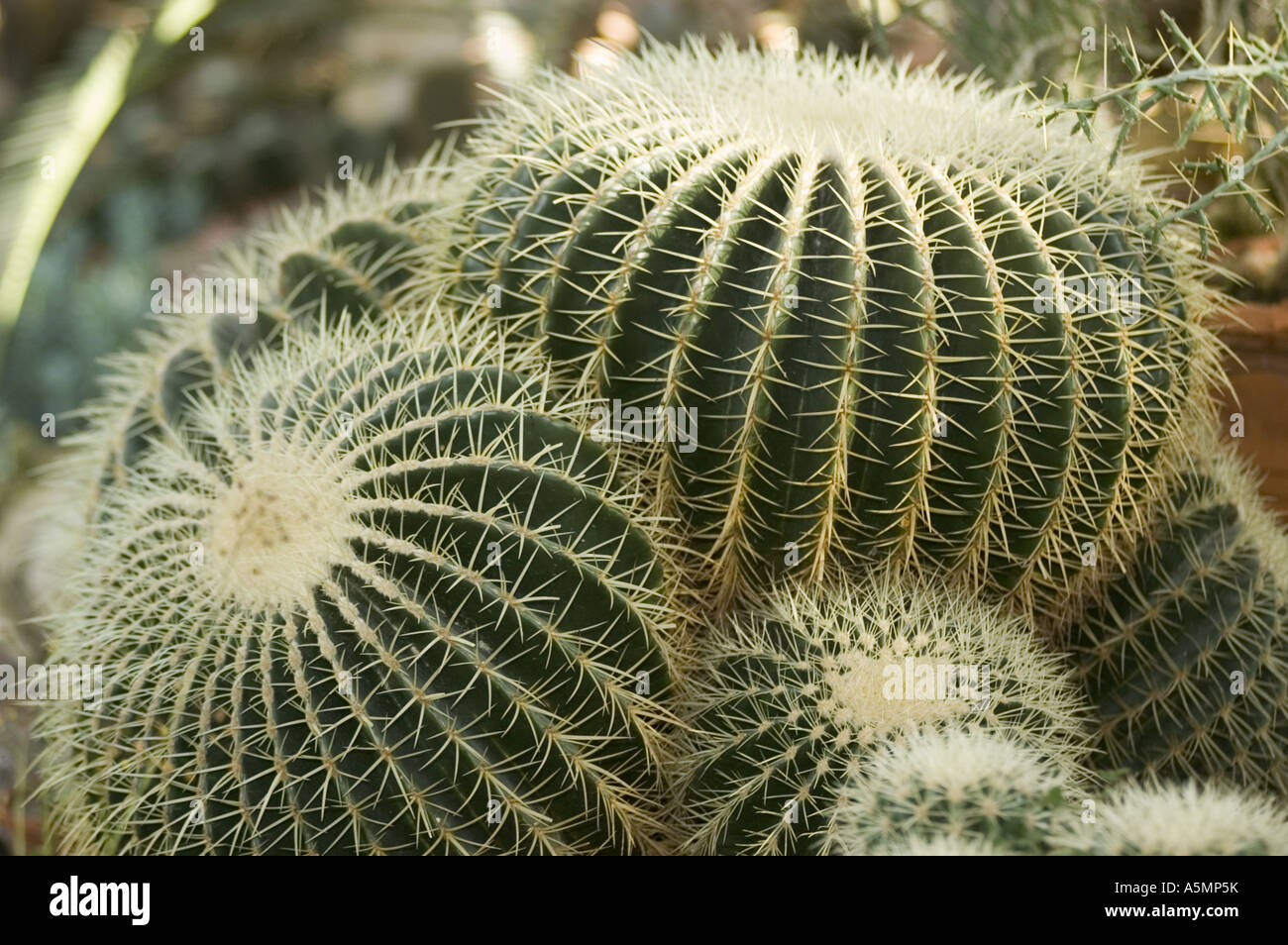 Close up detail of ball shaped cactus of cactaceae - ferocactus sp ...