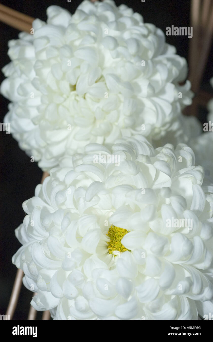 White flowers of Chrysanthemum SNOWDON Stock Photo - Alamy