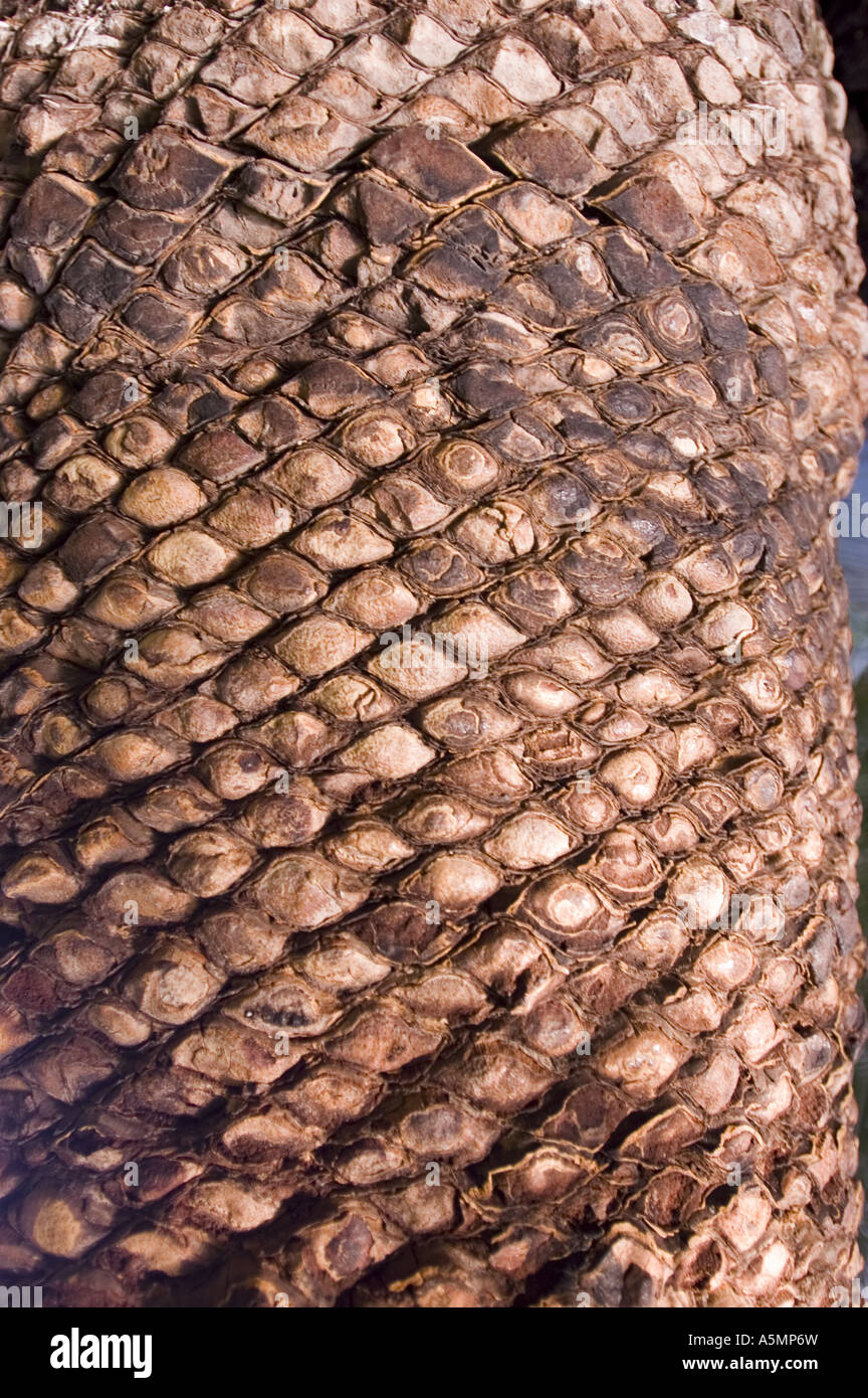 Australian native CYCAD plant - Zamiaceae - Macrozamia Moorei ...