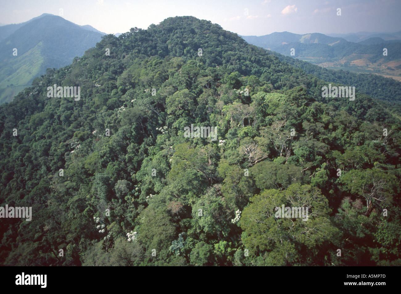 Atlantic Forest Brazil Stock Photo - Alamy