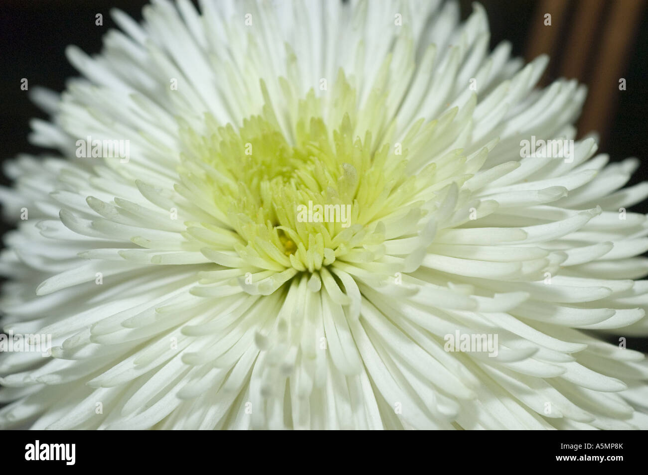 White chrysanthemum flower close up detail with dark background Stock ...