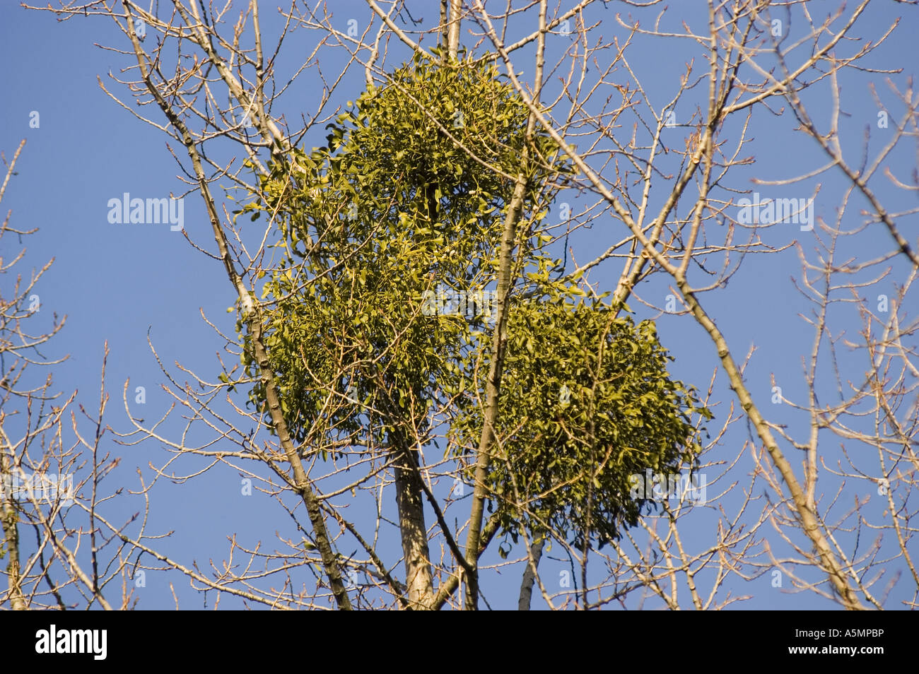 Mistletoe - Viscum album on tree with blue sky background Stock Photo ...