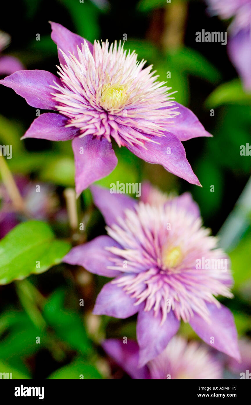 Clematis florida hi-res stock photography and images - Alamy