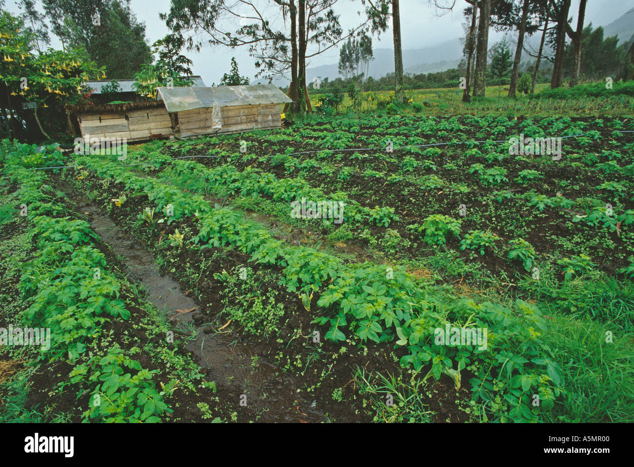 Potato farmer south america hi-res stock photography and images - Alamy