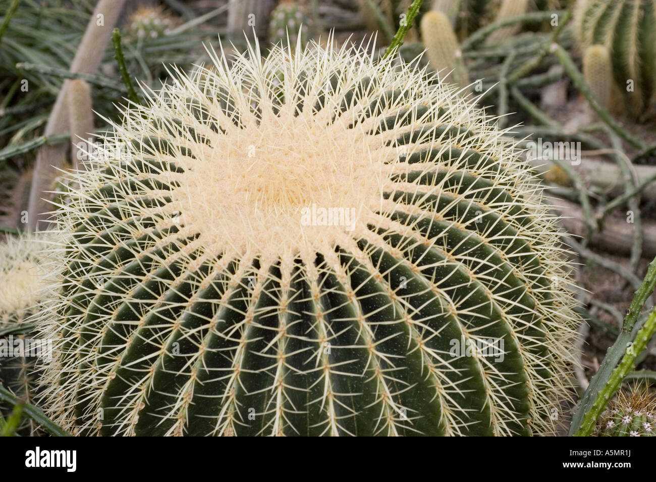 Ferocactus Sp High Resolution Stock Photography and Images - Alamy