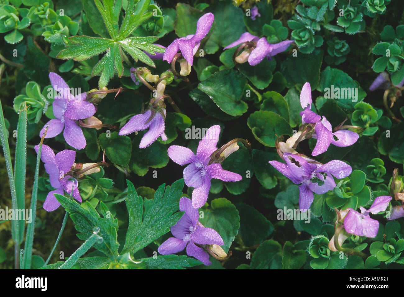 Five violets hi-res stock photography and images - Alamy