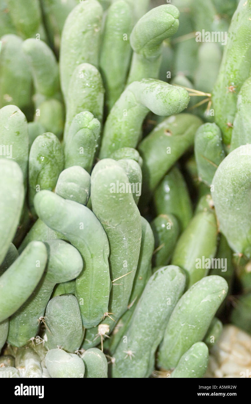 cactus - Trichocereus Bridgesii f Monstrosa, cactaceae, Argentina Stock ...