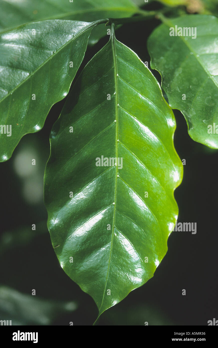 Cinchona Tree High Resolution Stock Photography and Images - Alamy