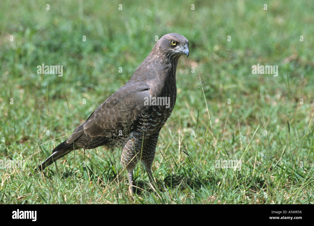Eastern Chanting goshawk Melierax poliopterus immature standing on ...