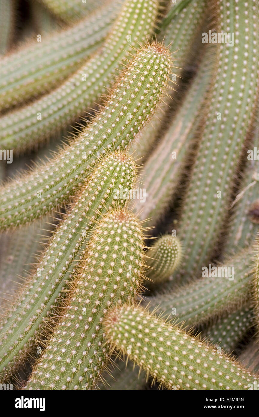 cactus Hageocereus sp., Cactaceae Stock Photo - Alamy