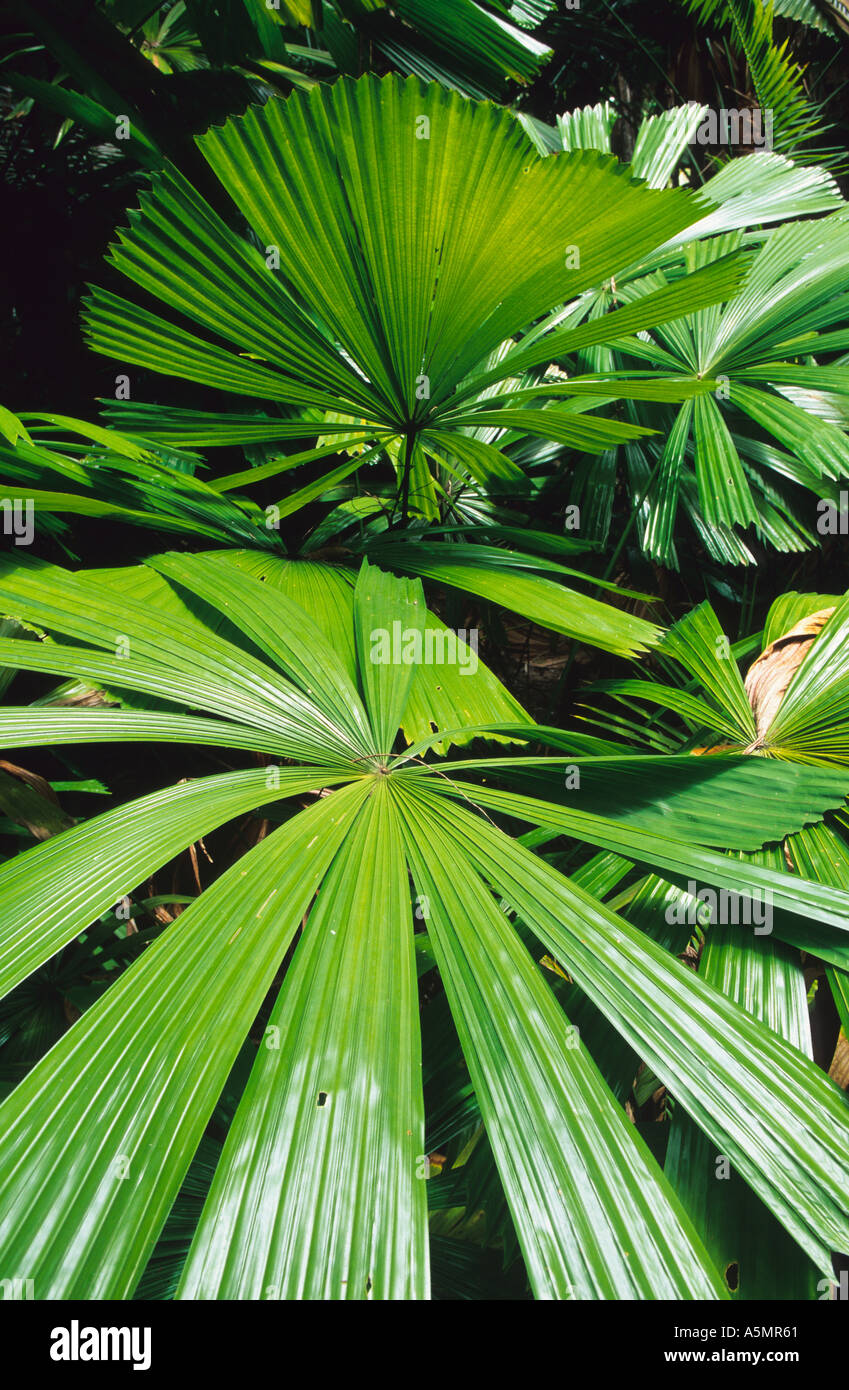 Fan palms Australia Stock Photo - Alamy