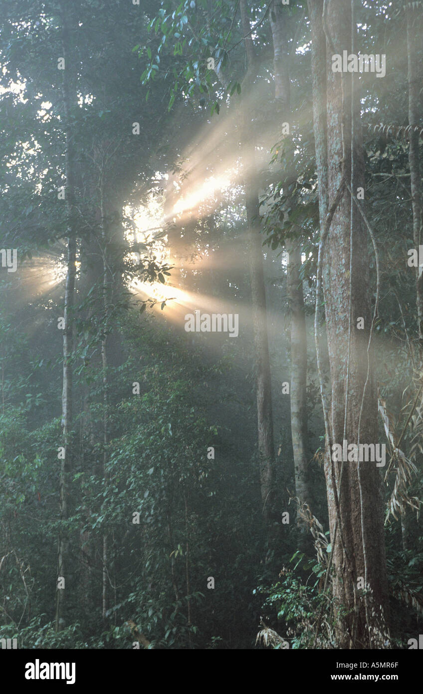 Sunlight shines through a rainforest canopy Stock Photo - Alamy