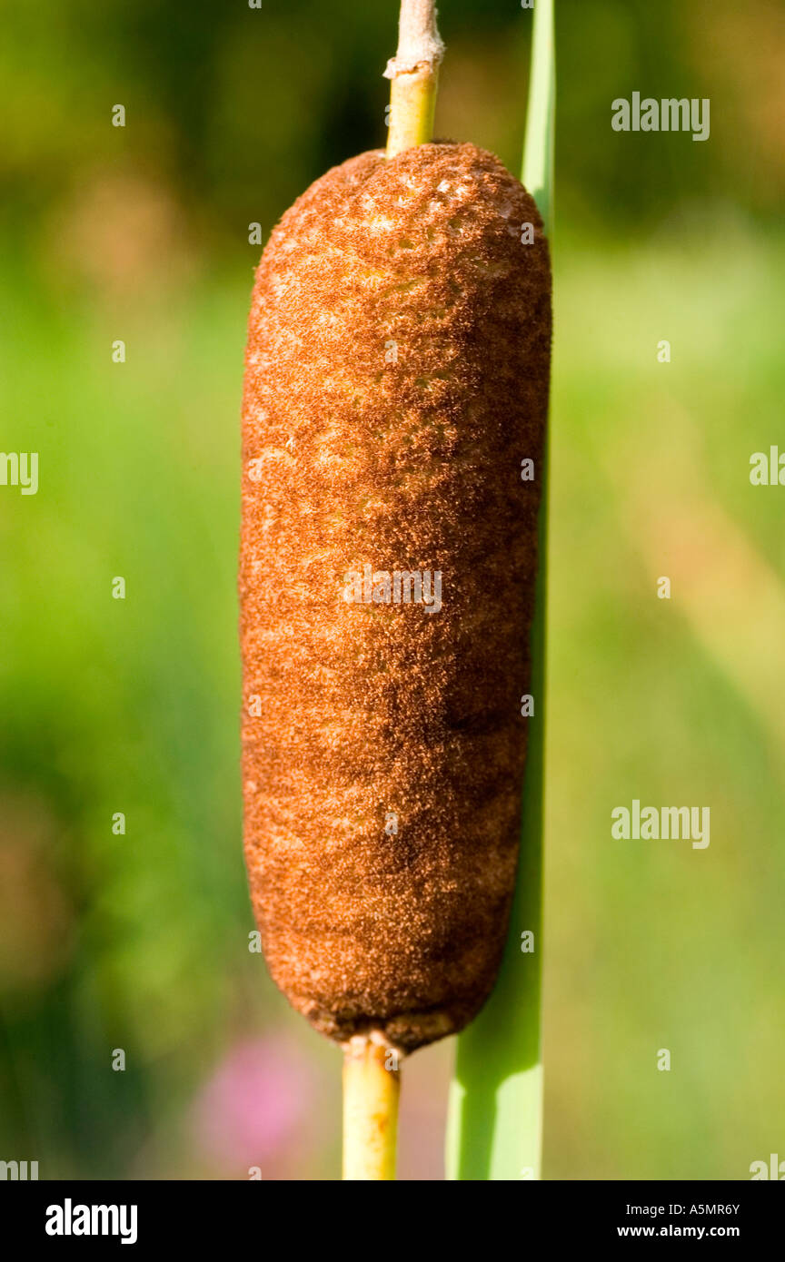 Broadleaf Cattail close up Typha latifolia Stock Photo - Alamy