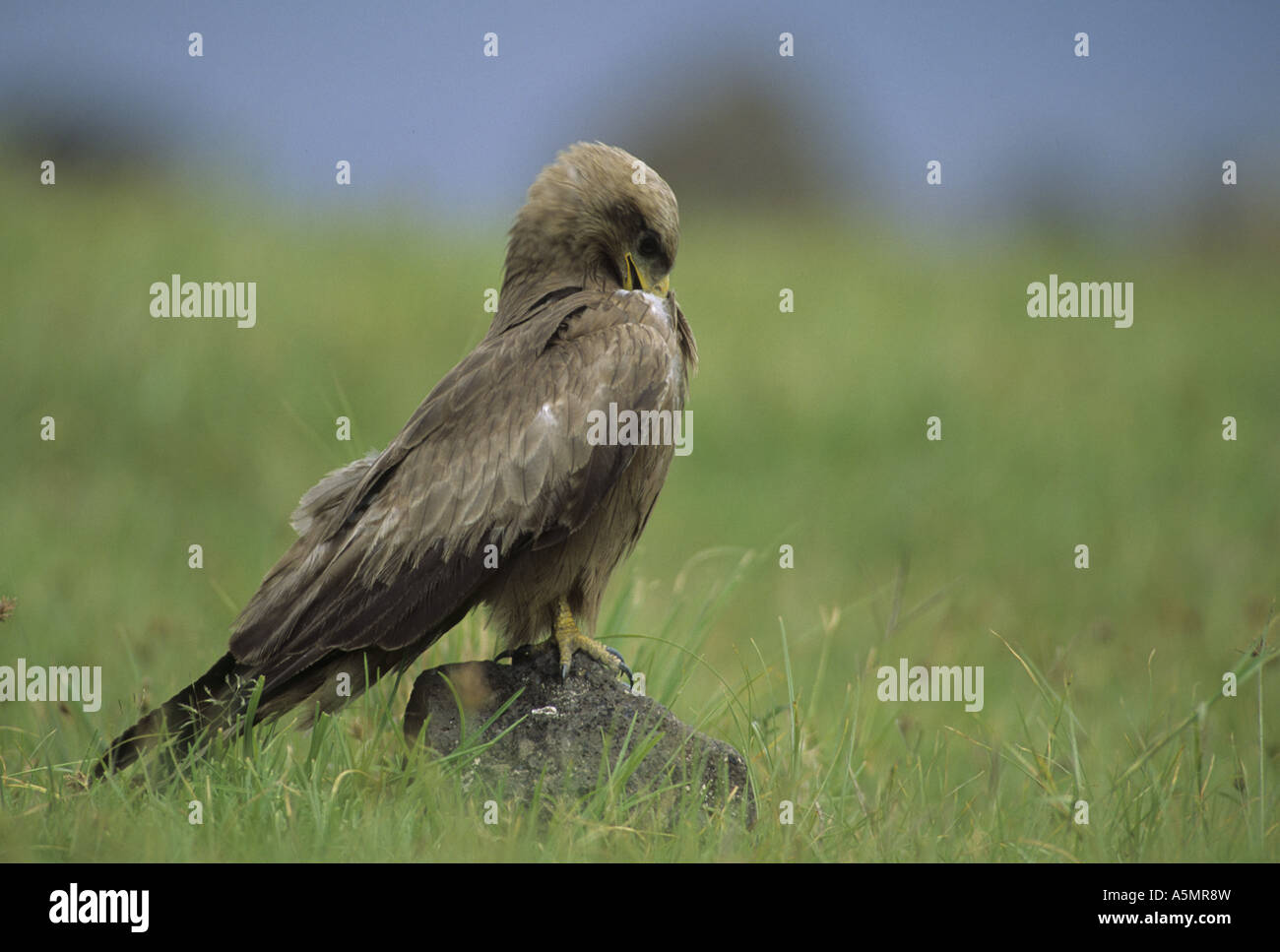 Yellow billed Kite Milvus migrans parasitus Standing on rock Preening ...