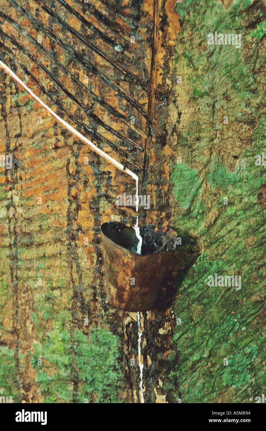 Collection of rubber latex in Brazil Stock Photo - Alamy