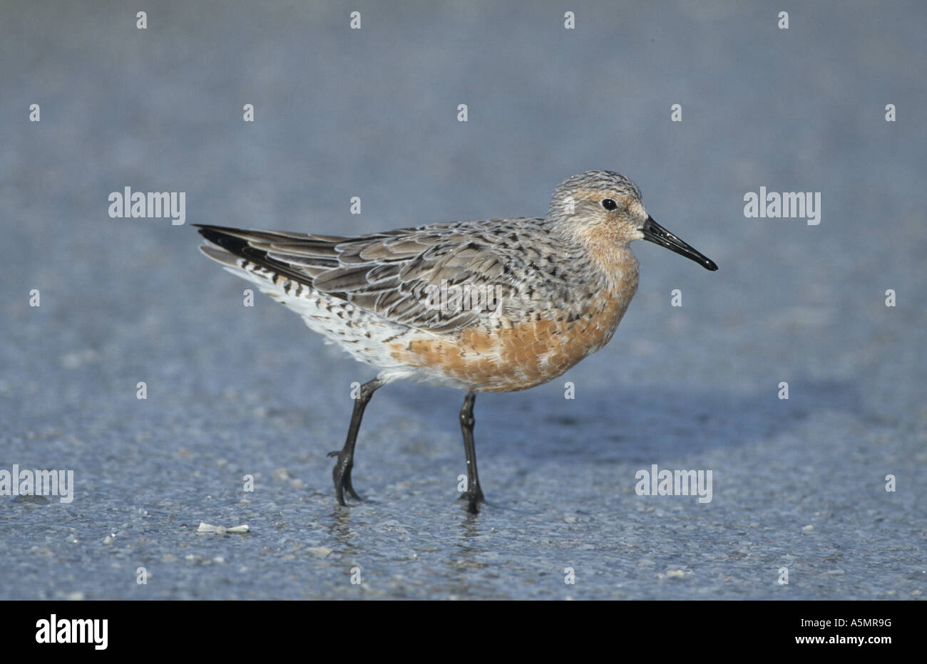 RedKnot Calidris canutus Attaining breeding plumage Florida Stock Photo ...