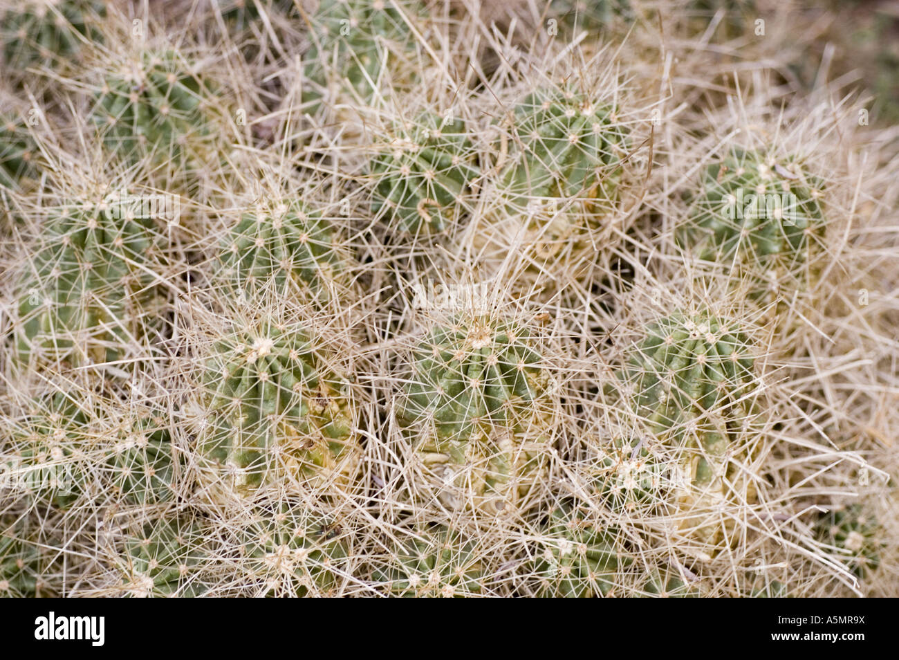 cactus - Cactaceae - Echinocereus sp Stock Photo - Alamy