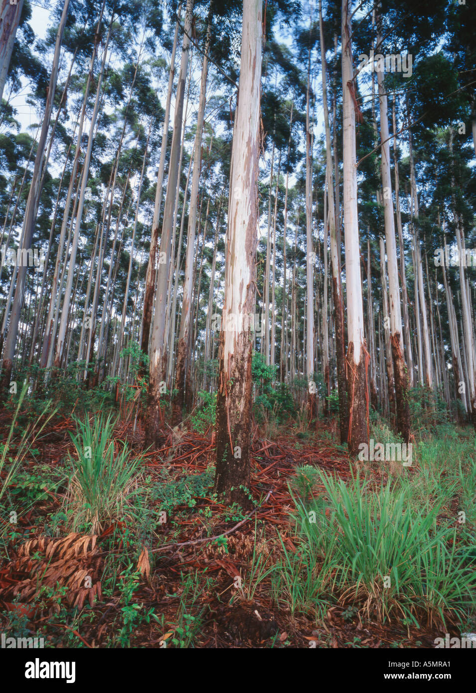 Eucalyptus plantation Brazil Stock Photo - Alamy
