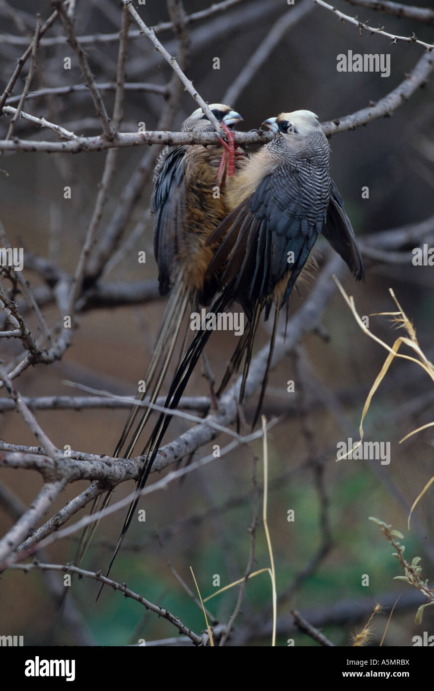 Two facing birds hi-res stock photography and images - Alamy