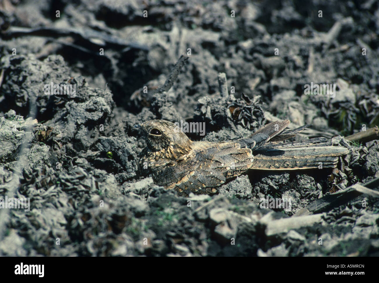 Slender tailed Nightjar Caprimulgus clarus Sitting on ground Stock ...