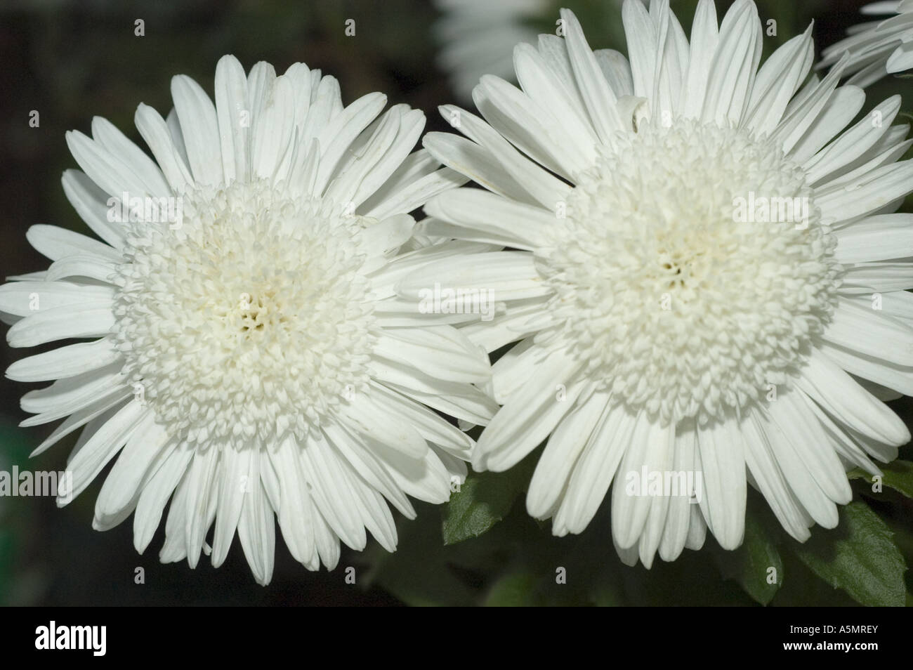 Pair of white chrysanthemum flower close up - Eleonora Stock Photo - Alamy
