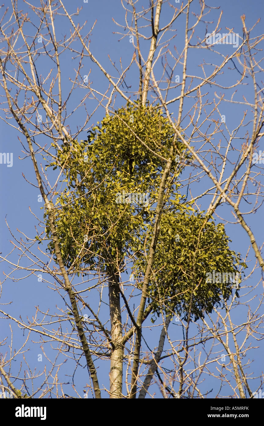 Mistletoe - Viscum album on tree with blue sky background Stock Photo ...