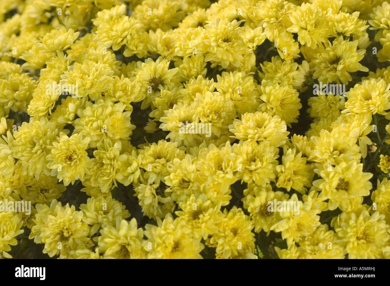 Lot of small yellow chrysanthemum flowers, carpet Stock Photo - Alamy