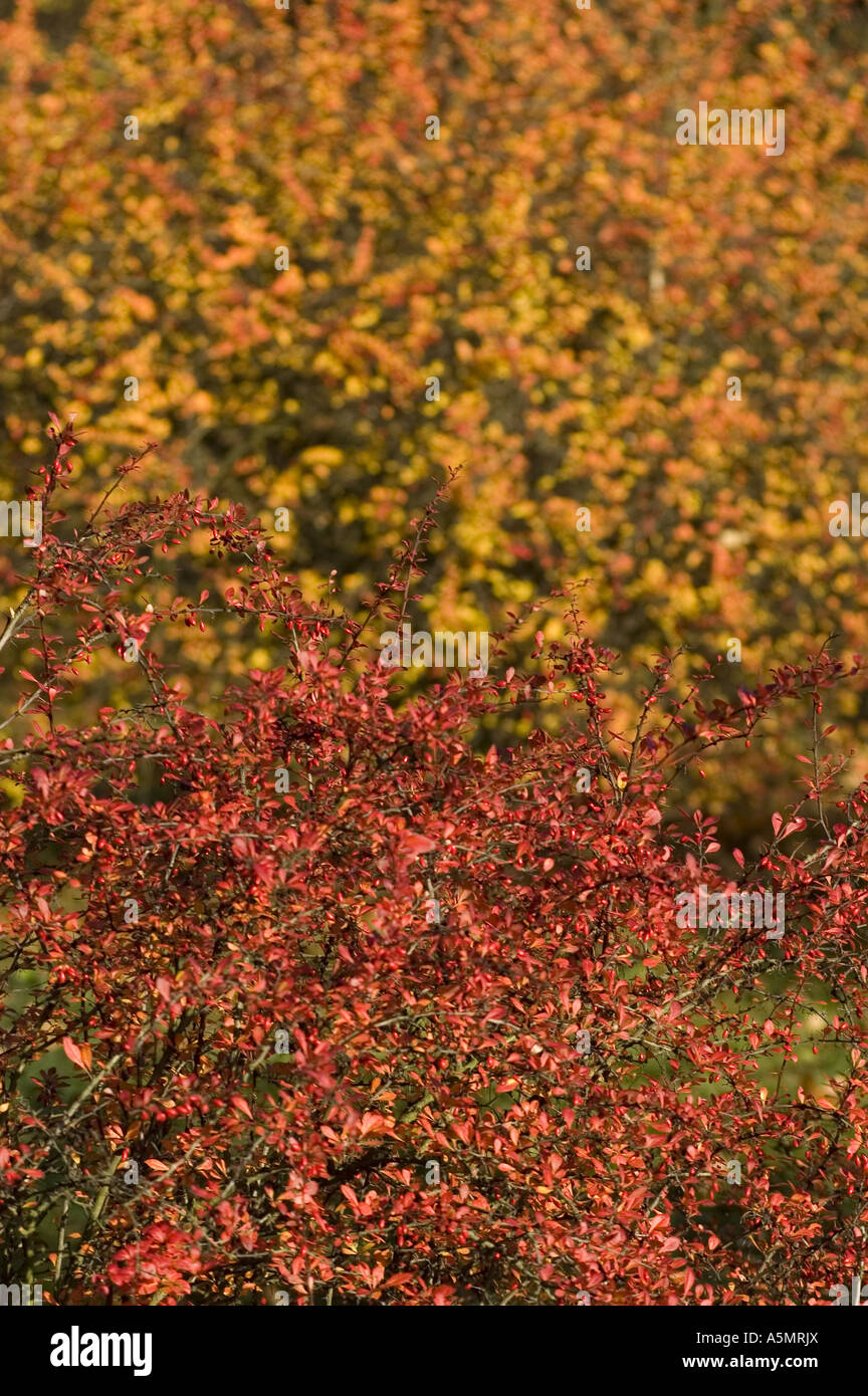 Red yellow leaves of shrubs in the garden during autumn, fall Stock ...