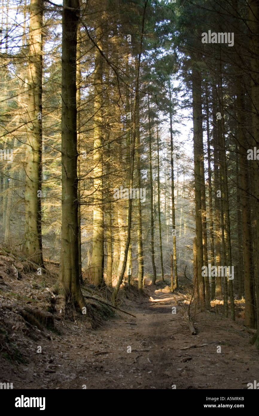 Sun in a Welsh pine forest track Stock Photo - Alamy