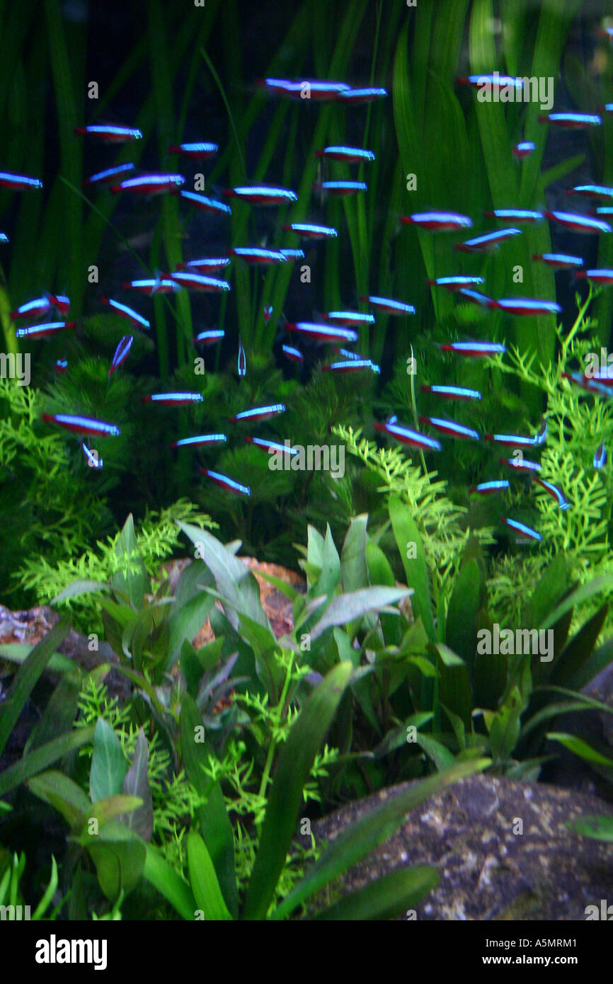 Neon fish hi-res stock photography and images - Alamy